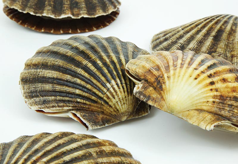 Live Whole King Scallops | Lochfyne Langoustines